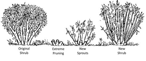 Pussy Willow Salix Discolor Longevity Diseases Nativity Petals And Metal Flower Farm