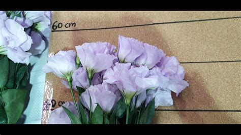 리시안라벤더 인터넷꽃도매시장 생화택배 생화도매 인터넷꽃시장 인터넷꽃도매 장미대량구매 꽃 꽃다발 꽃도매 꽃시장 부산꽃시장 김해꽃시장 꽃쇼핑몰 김해꽃 부산꽃 꽃싸게사는법