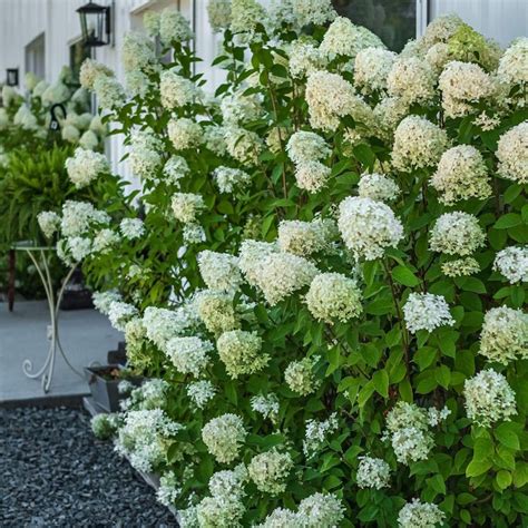 Dwarf Shade Loving Shrubs