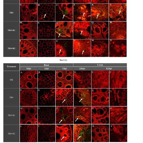 Different Treatments In Pot Experiment Download Scientific Diagram