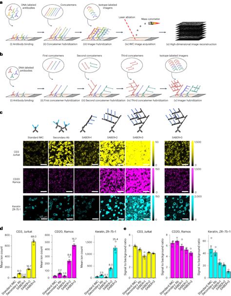 用于成像质谱流式细胞仪的 Dna 条形码信号放大可实现灵敏且高度多重的组织成像 Nature Methods X Mol