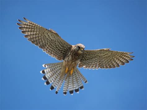 Kestrel Hovering A Complete Guide Birdfact