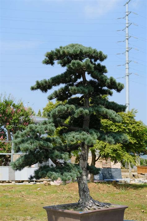 松树怎么繁殖，什么时候繁殖 花百科