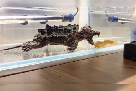 第一次见这种宠物泥鳅在它面前根本没有反抗的机会被一口吃掉