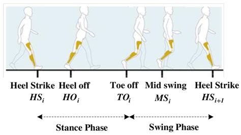 Phases And Events Related To Gait Adapted From 13 Download