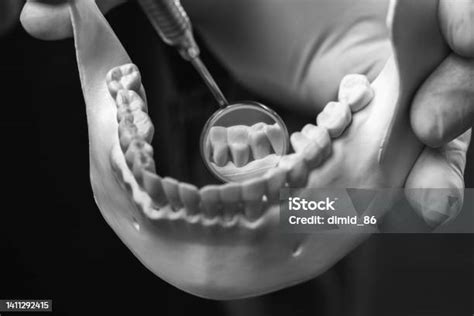 치통의 치료 의사 치과 의사는 플라스틱 인간의 두개골과 거울을 가지고 있습니다 거울에 대한 스톡 사진 및 기타 이미지 거울