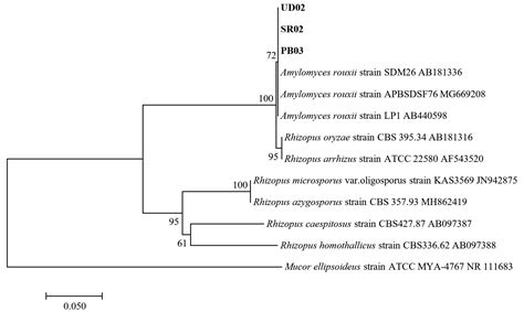 Isolation And Identification Of Fungi With Glucoamylase Activity From Loog Pang Khao Mak A Thai