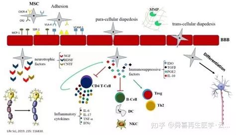 治疗新途径干细胞疗法为多发性硬化症带来逆转奇迹 知乎