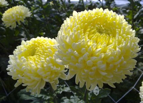 Шарообразные цветы - 64 фото