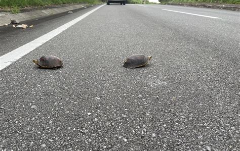 グリーン蒼山 0323step Twitter