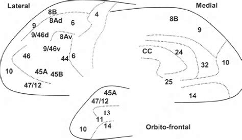 8 Human Prefrontal Cortex Lateral View From Outside Medial View