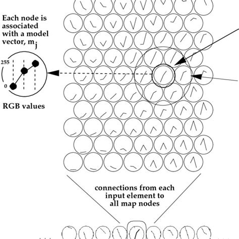 the basic architecture of the self organizing map som the input x is download scientific