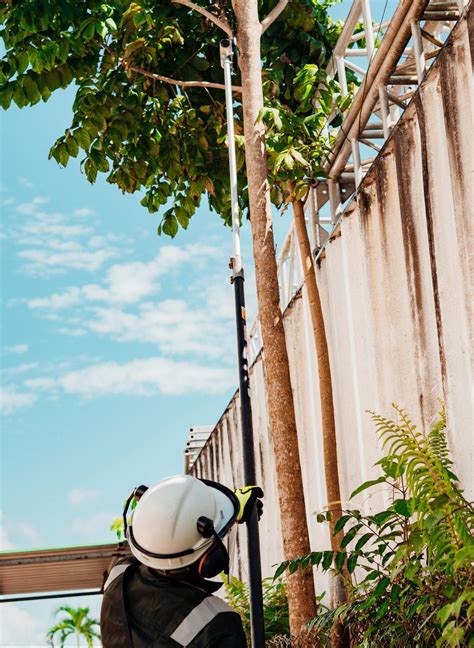 Tree Trimming S B Kani