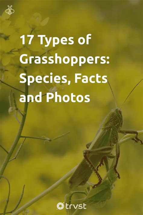 17 Types Of Grasshoppers Species Facts And Photos