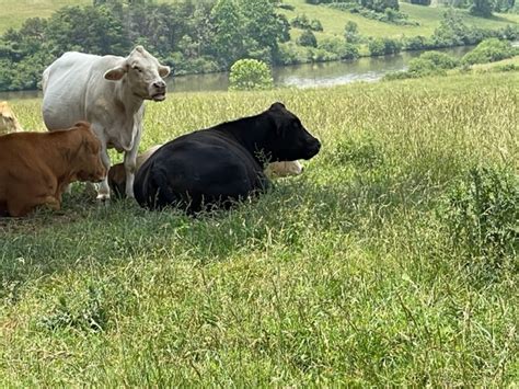 Cud Chewing SpringupNew