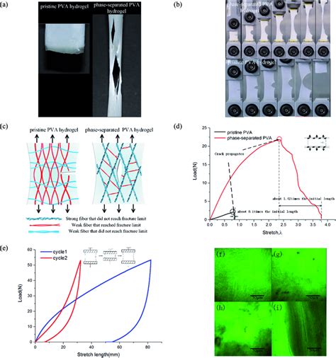 Characterization Of Tear Behavior Of Phase Separated Pva Hydrogels A