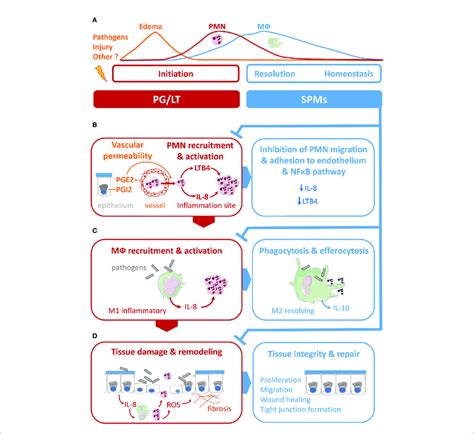Illustration Of Specialized Pro Resolving Mediators Spms Multiple Download Scientific