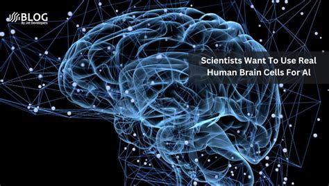 Scientists Want To Use Real Human Brain Cells For Al Jet Developers Blog