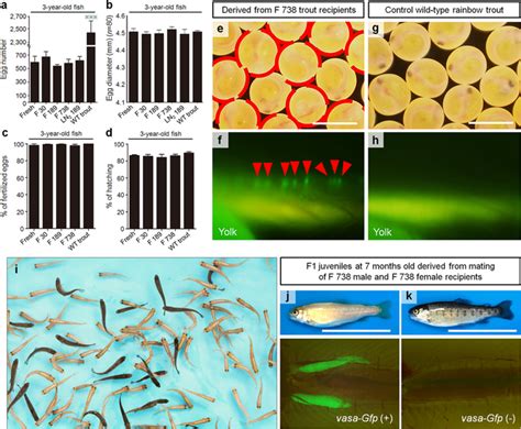 Functional Eggs Derived From Frozen Whole Trout A Numbers Of Eggs