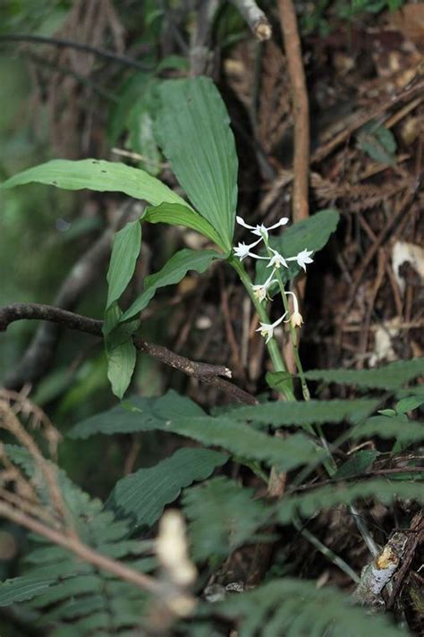 白花肖頭蕊蘭 黃仕傑 1973 數位島嶼