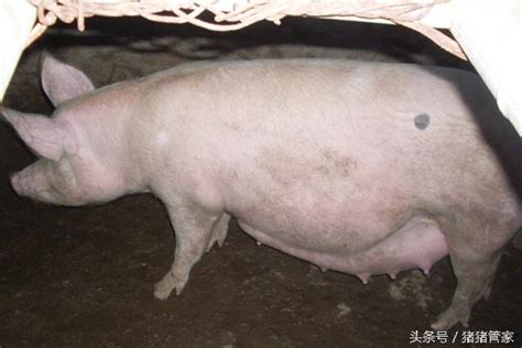 依靠膘情飼養母豬！ 每日頭條