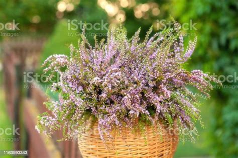 여름 공원 야외에서 바구니에 피는 숲 헤더의 아름다운 신선한 꽃다발 햇빛에 신선한 블루 베리와 농촌 풍경 자연 배경입니다 여름 시간복사 공간 7월에 대한 스톡 사진 및 기타