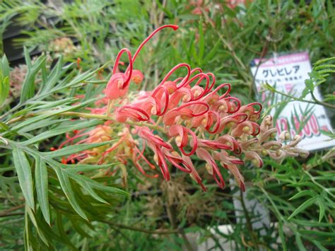 グレビレア 植物 主に観葉植物 日記