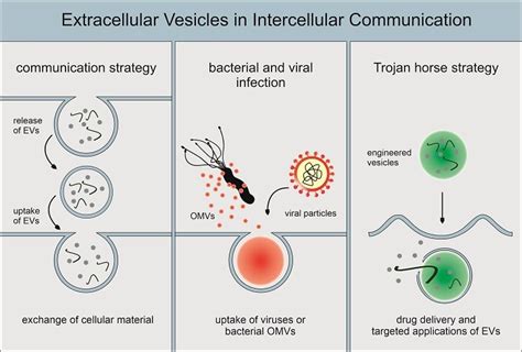 Extracellular Vesicles Secreated Extracellular Vesicles Exosome Rna