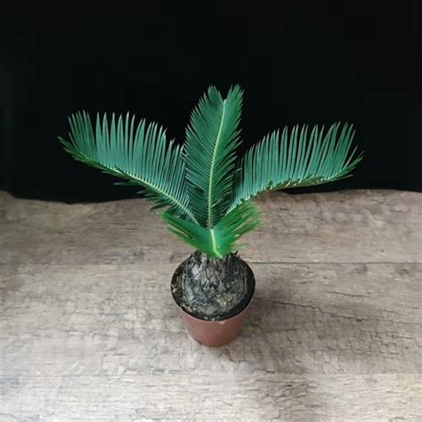 苏铁绿植室内好养植物办公室凤尾焦耐寒花卉四季常青门口招财铁树 虎窝淘