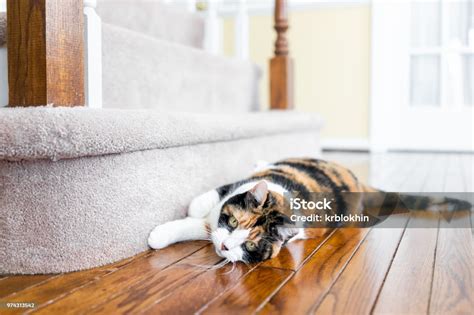 그것을 파괴 하는 것은 집안 실내 홈 카펫 바닥 단계 계단 계단에 손톱 긁는 얼룩 고양이의 근접 촬영 긁음에 대한 스톡 사진 및 기타 이미지 Istock