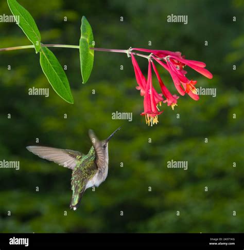 Female Ruby Throated Hummingbird Stock Photo Alamy