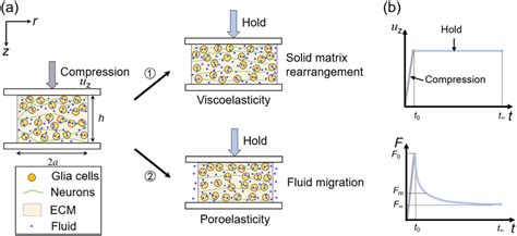 Schematic Of Brain Tissue Under Unconfined Compression Isometric Hold