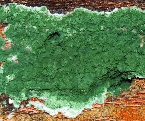 Form Powder Trichoderma Viride Bio Fungicide Tricoderma 10 G At ₹ 180 Kg In Lucknow