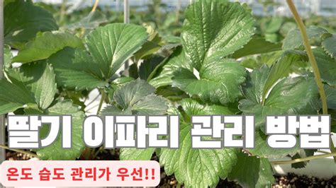 뿌리 활착 끝 이제 가을의 시작 딸기 10월 앞으로의 관리 방법 Youtube