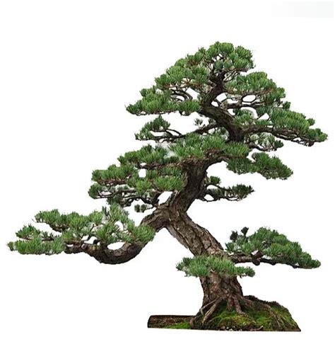 造型松e 花瓣网