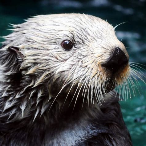 シマウマの地肌はただの灰色一色毛を剃っても白黒のしま模様は出てこない 動物おもしろ雑学集