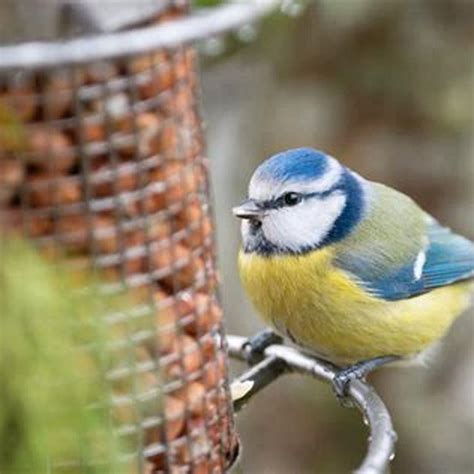 What Do Unhealthy Bird Feathers Look Like Diy Seattle