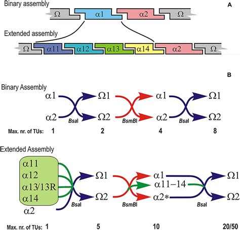 Schematic Representation Of The Design Of Extended Goldenbraid Assembly Download Scientific