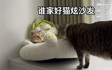 小咪宁可跟聪明猫打一架不跟精神病说句话 好多喵meow 好多喵meow 哔哩哔哩视频