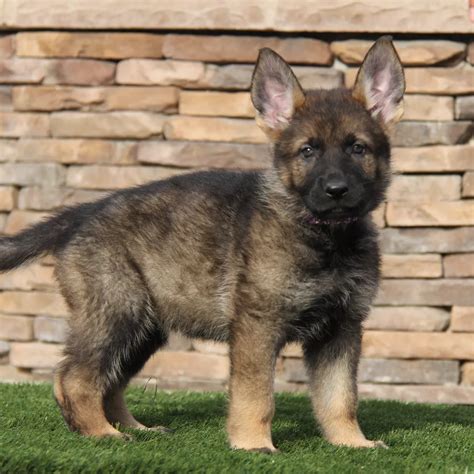 German Shepherd Sable