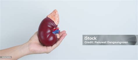 해부학적 인간 신장 부신 모델을 들고 있는 여성 비뇨기계 및 결석의 질병 암 세계 신장의 날 만성 신장 및 장기 기증자의 날 개념 3월에 대한 스톡 사진 및 기타 이미지