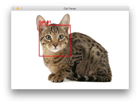 使用 Opencv 识别图片中的猫咪 Linuxstory