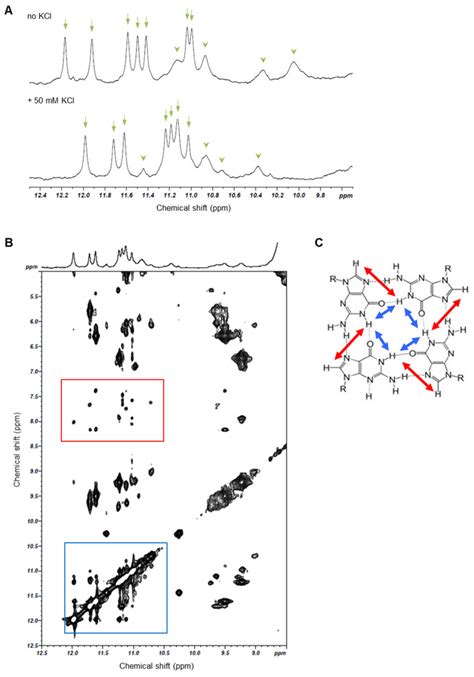 Development Of The 12 Base Short Dimeric Myogenetic Oligodeoxynucleotide That Induces Myogenic