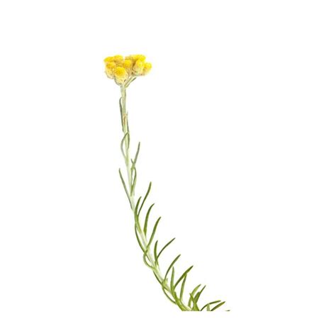 Makingcosmetics Helichrysum Extract Cosmetic Ingredient Etsy