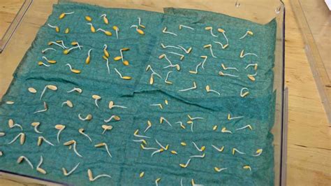 Easy Seed Germination Testing At Home Terroir Seeds