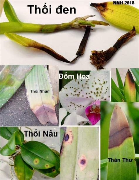 Chế Phẩm Sinh Học Phòng Trừ Nấm Bệnh Cho Hoa Lan 📛 Tks Mega Power 2 Trong 1 Là Sự Kết Hợp Hài