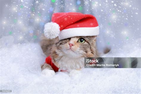 새해 휴가 배경 산타 클로스 모자에 녹색 눈을 가진 고양이는 흰색 배경에 누워 있습니다 크리스마스 고양이 겨울 인사말 카드 반짝이는 빛이나 별 새해 복 많이 받으세요