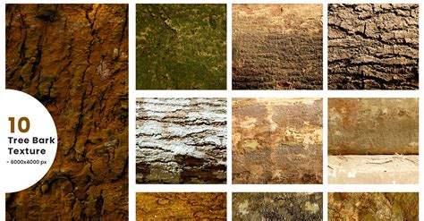 Tree Bark Texture Background And Timber Texture Background Wood Background Texture
