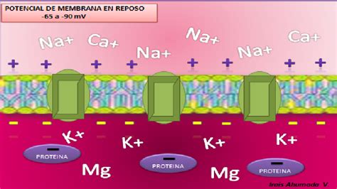 Fisiologia Medica Potencial De Membrana En Reposo