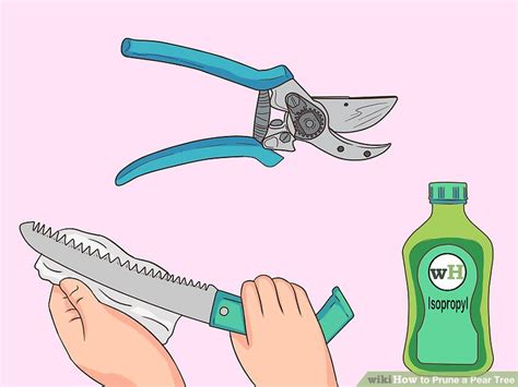 How To Prune A Pear Tree 12 Steps With Pictures WikiHow
